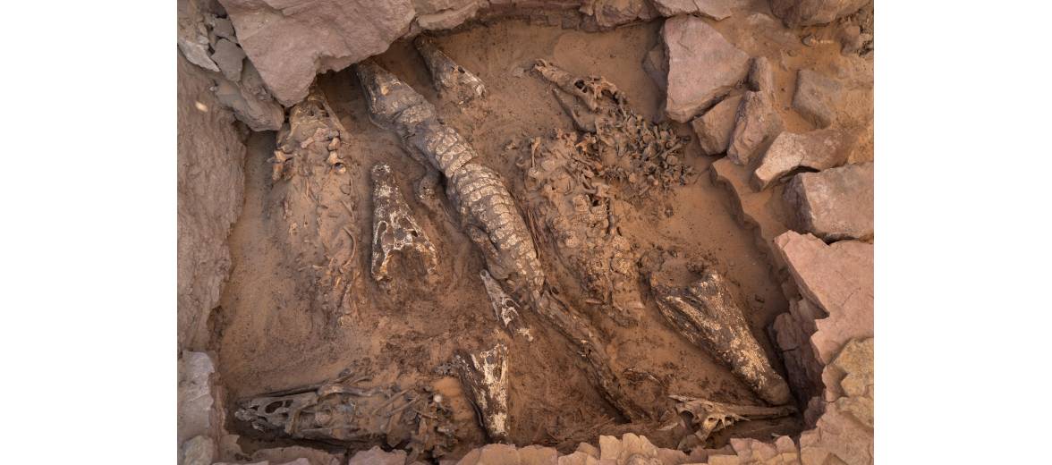 Découverte d’une tombe égyptienne contenant des crocodiles momifiés ...