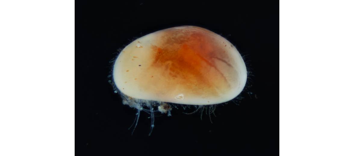 Bacteria in the ovaries of ostracods may steer their reproduction ...