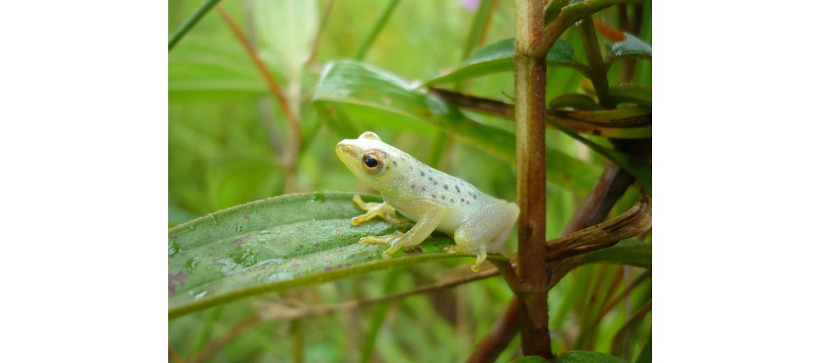 New book maps key areas for Gabon's biodiversity conservation ...
