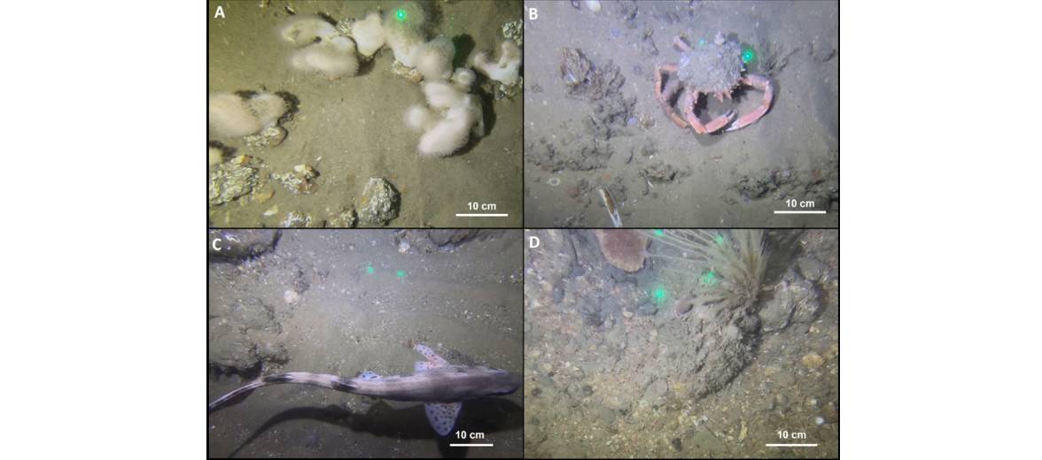 Conservation priority of stony reef habitats in the Belgian North Sea ...