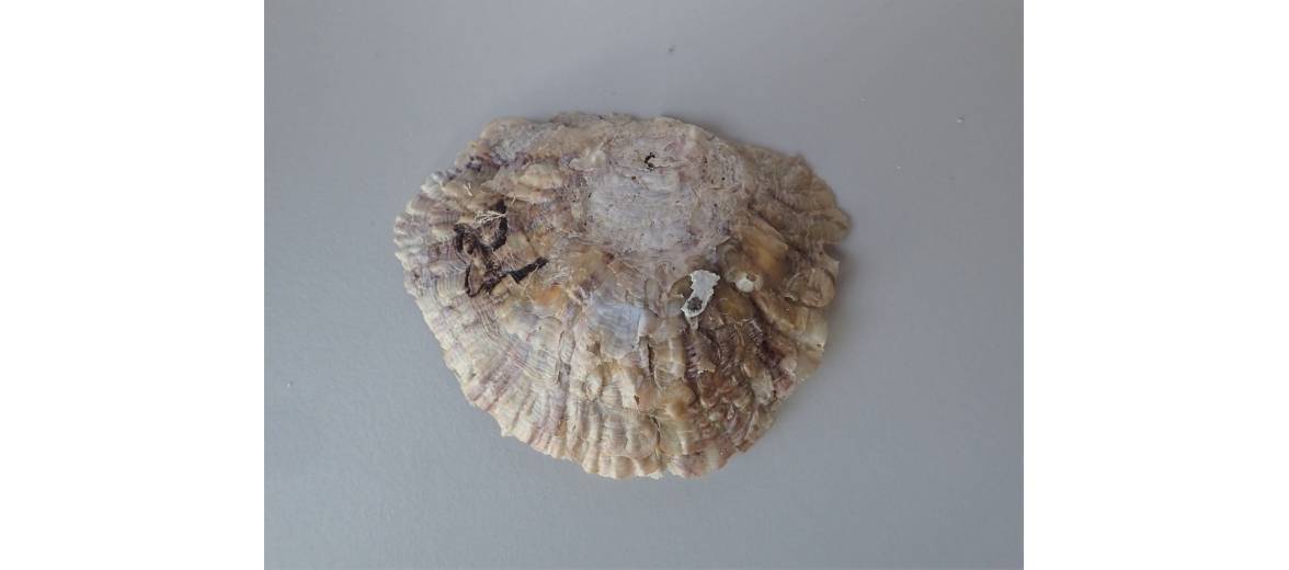 De Europese Platte oester, terug van (nooit?) weggeweest? | Instituut ...