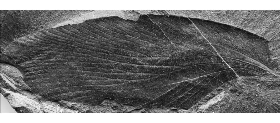 Rediscovered in our collections: one of the oldest fossil insect ...