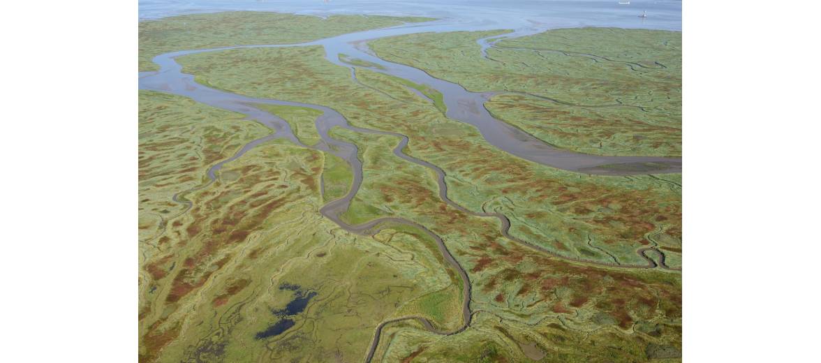 Dichte begroeiing maakt schorren kwetsbaarder voor zeespiegelstijging ...